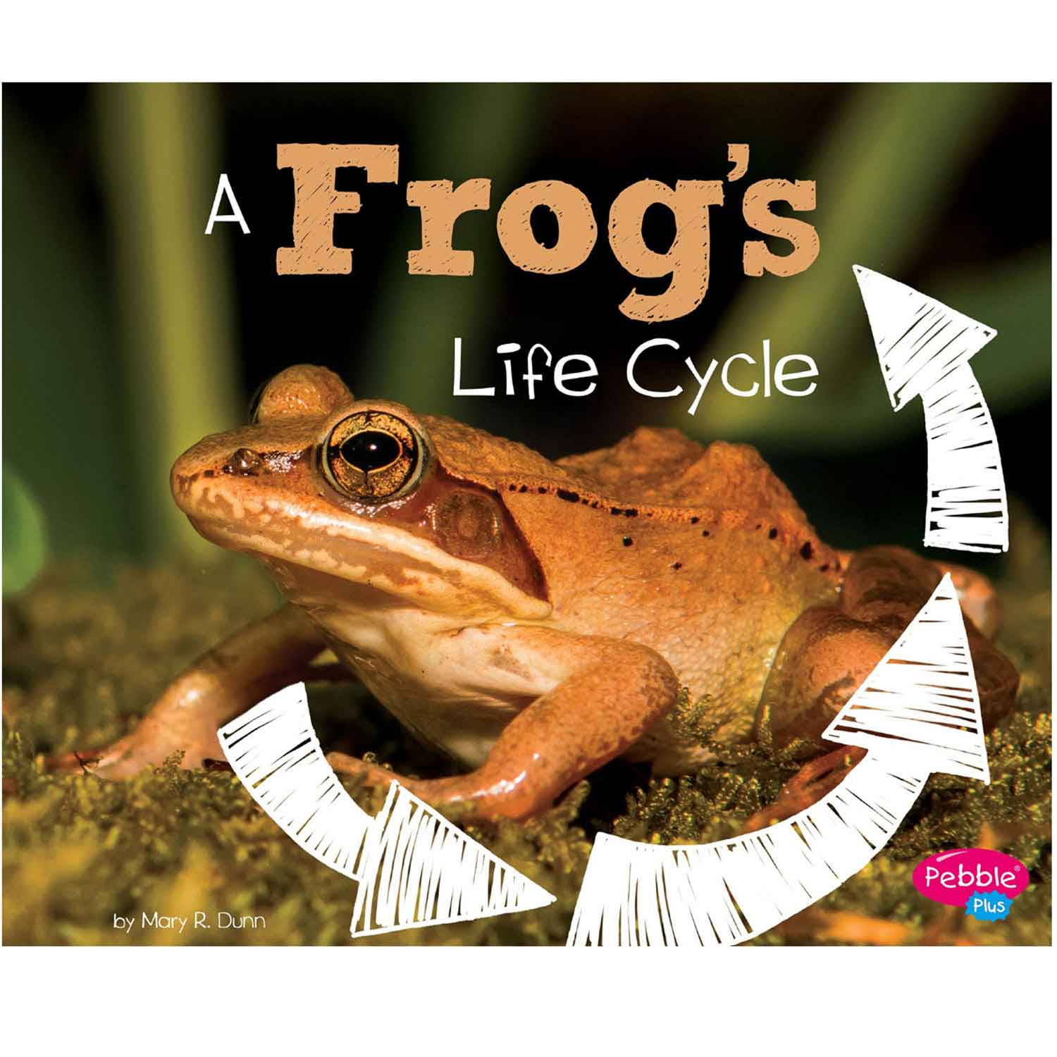 A Frog's Life Cycle Book for Children | Becker's