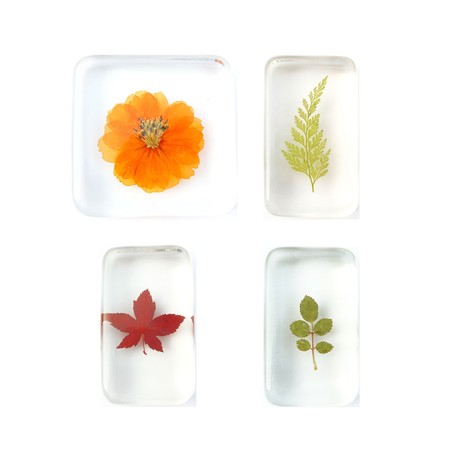 Plant Life Specimen Set | Becker's School Supplies