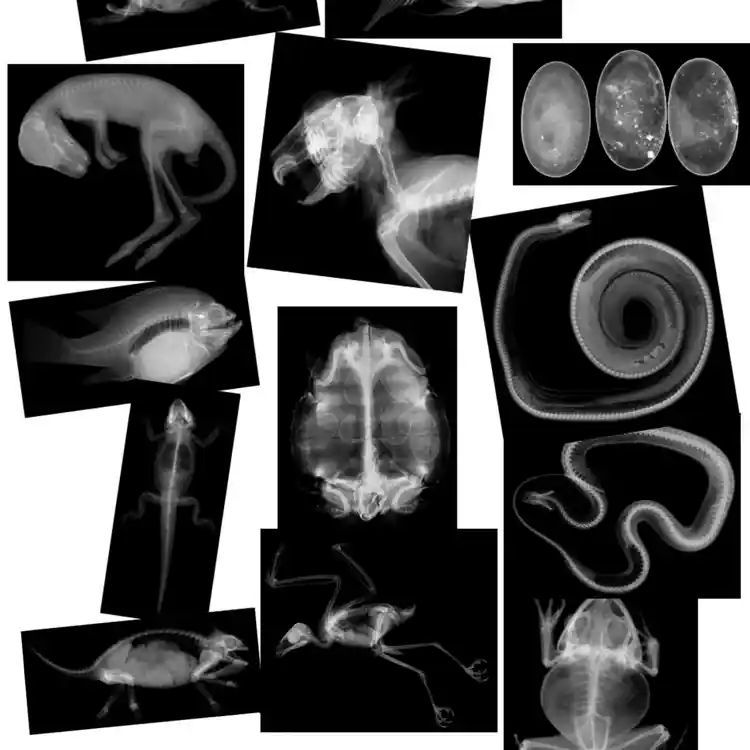 x rays animal